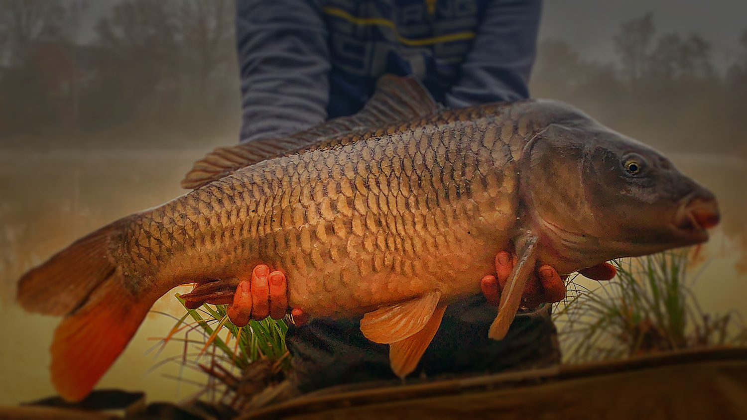 Choprider s Content Carp Carp Forum Fishing Forum